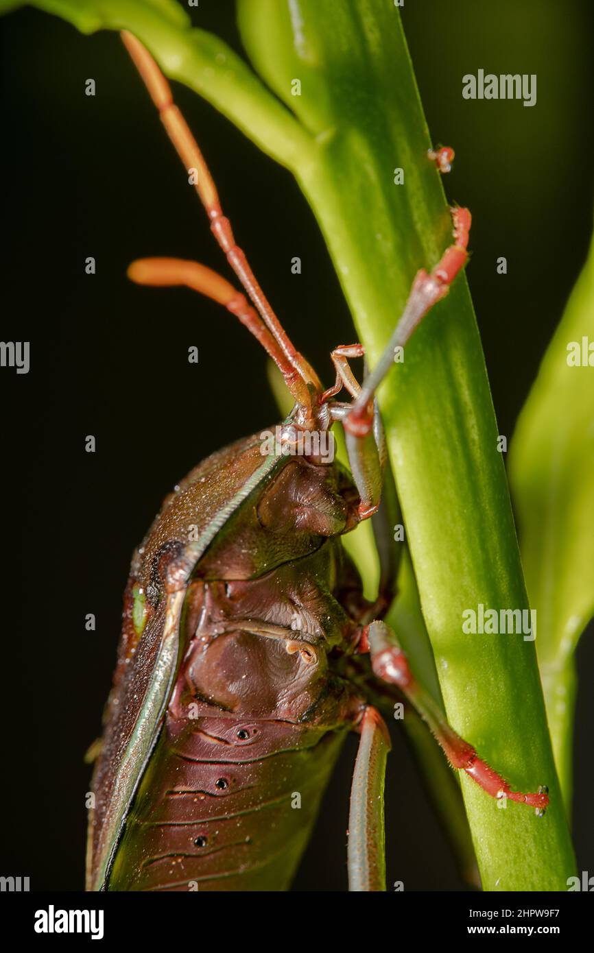 Bronze Orange shield bug a.k.a sting bug from the side Stock Photo - Alamy
