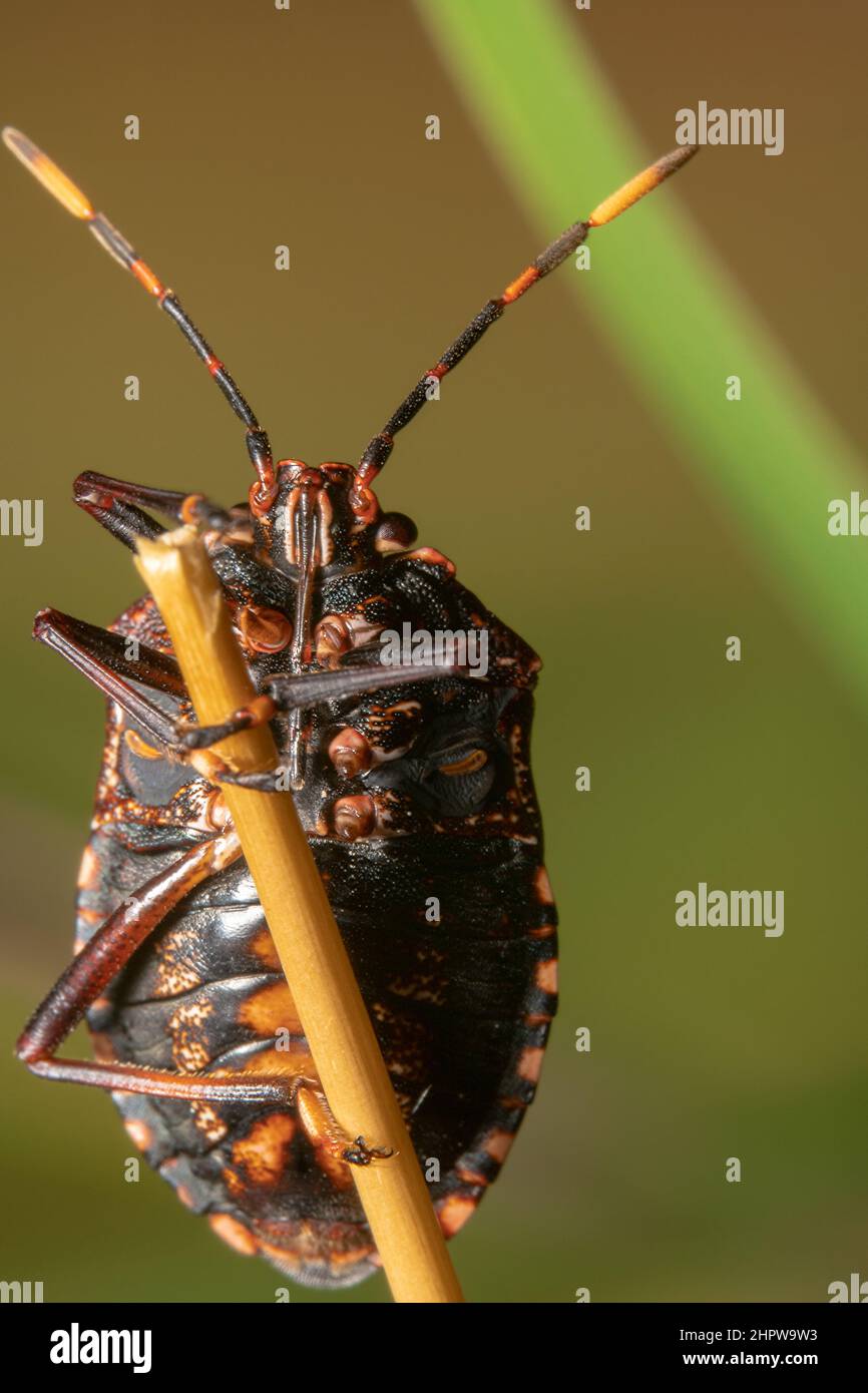 Common gum tree shield bug also known as Stink Bug on a stick with ...
