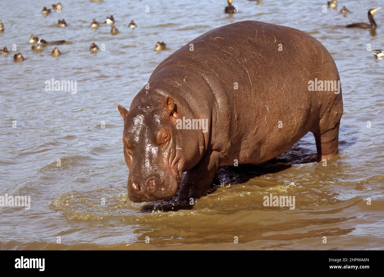 Hippopotamus hippo amphibius out hi-res stock photography and images - Alamy
