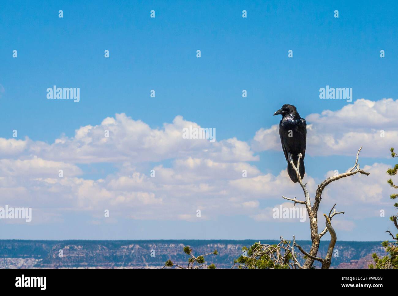 raven at grand canyon sits at an old dead tree ant watches the scene ...