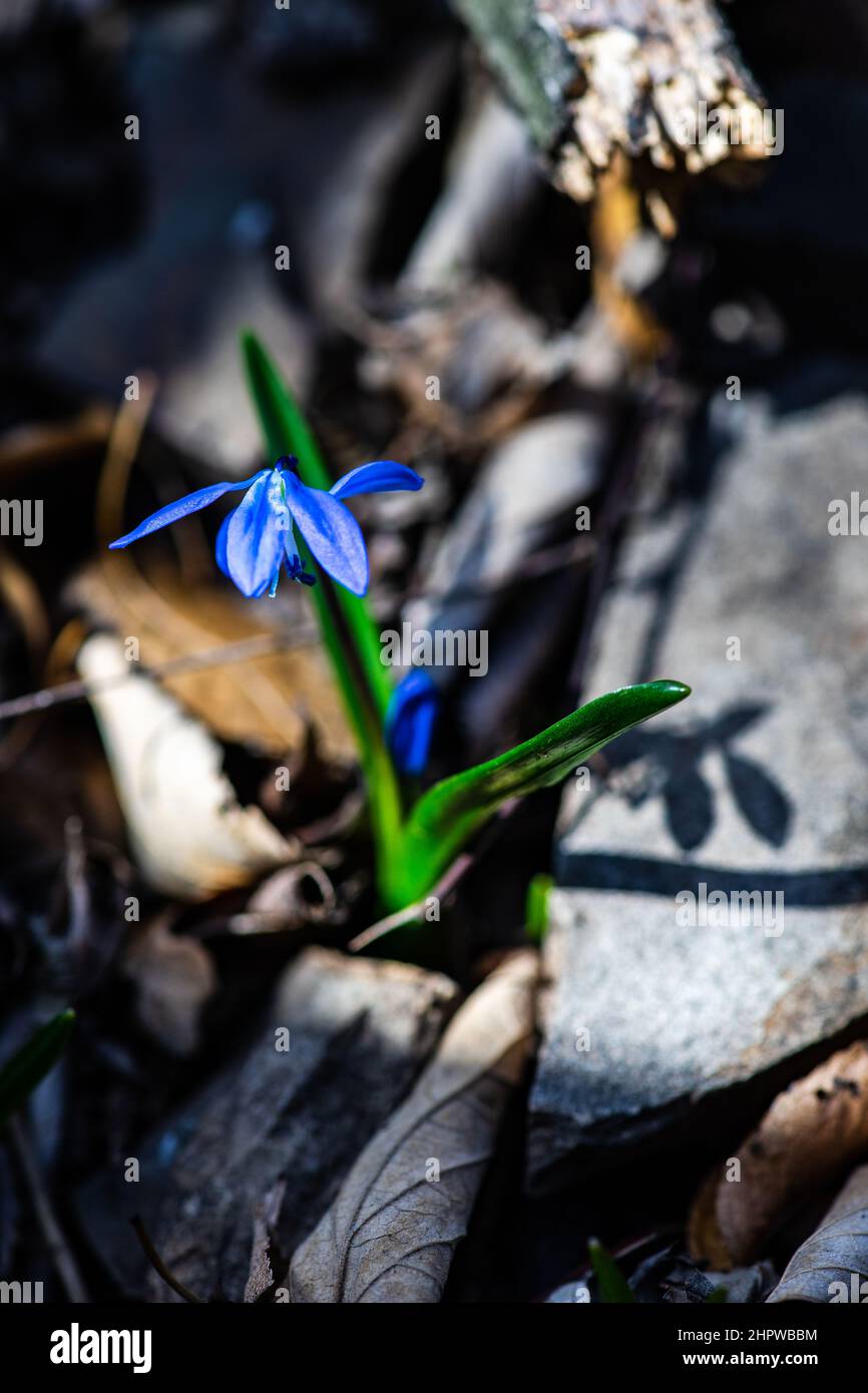First spring blue Scilla siberica flowers in a wild forest Stock Photo ...
