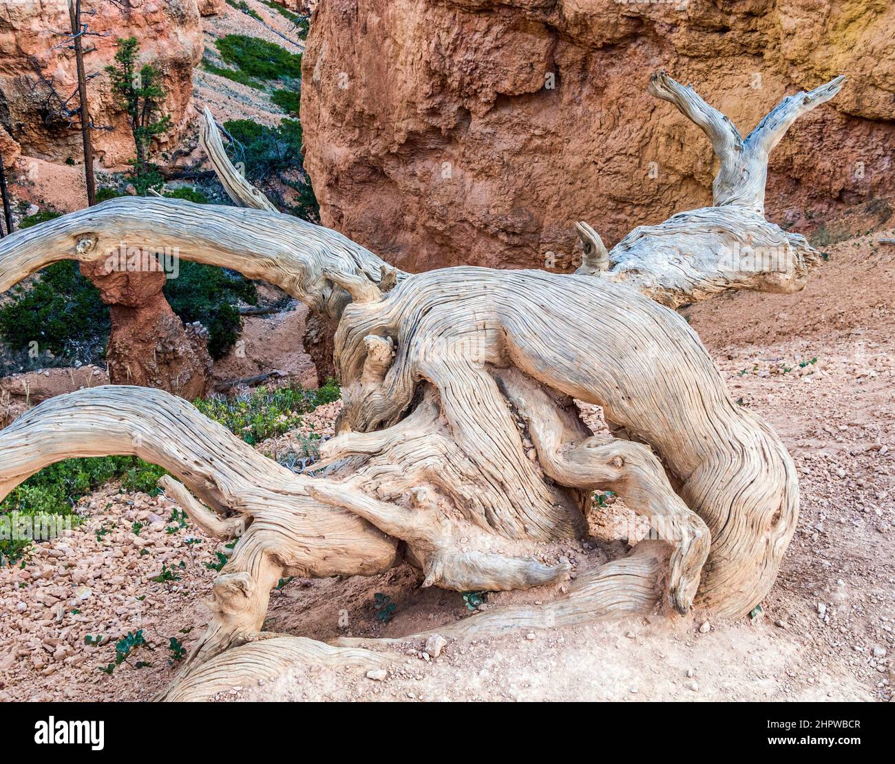 Pattern of dried root wood in the desert at Bryce Canyon Stock Photo ...
