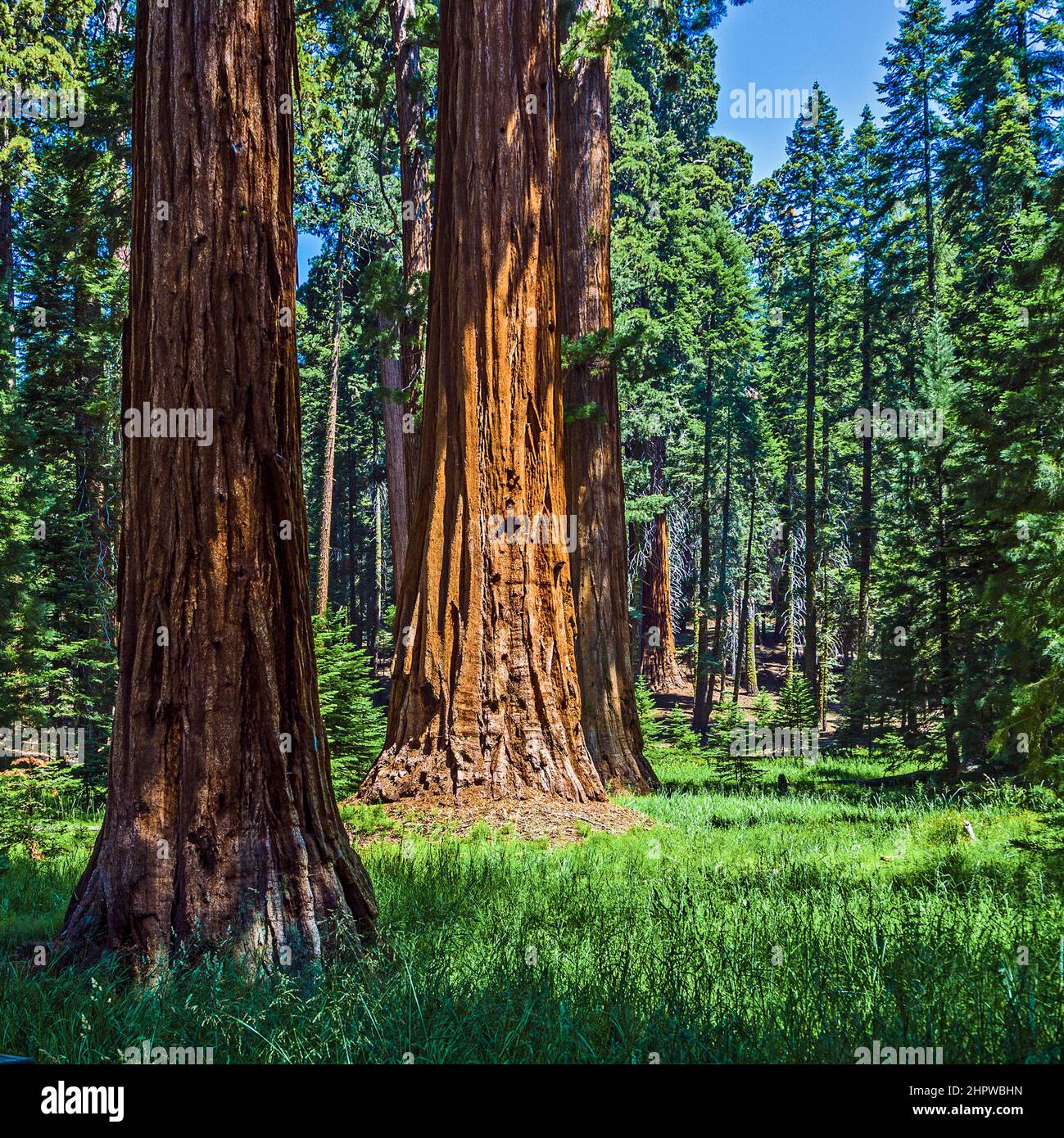 the famous big sequoia trees are standing in Sequoia National Park ...