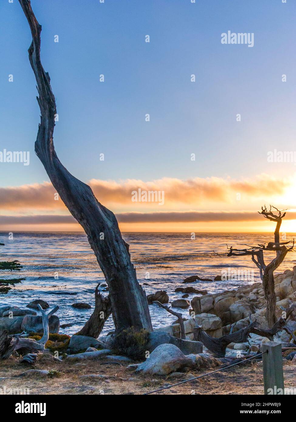 old dead tree at the beach near Pebble beach in romantic sunset Stock ...