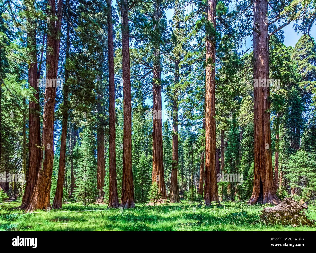 the famous big sequoia trees are standing in Sequoia National Park ...