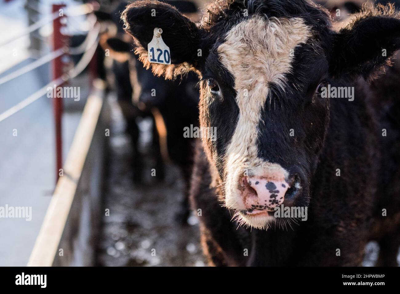 Black and white cow with ear tag 120 Stock Photo - Alamy