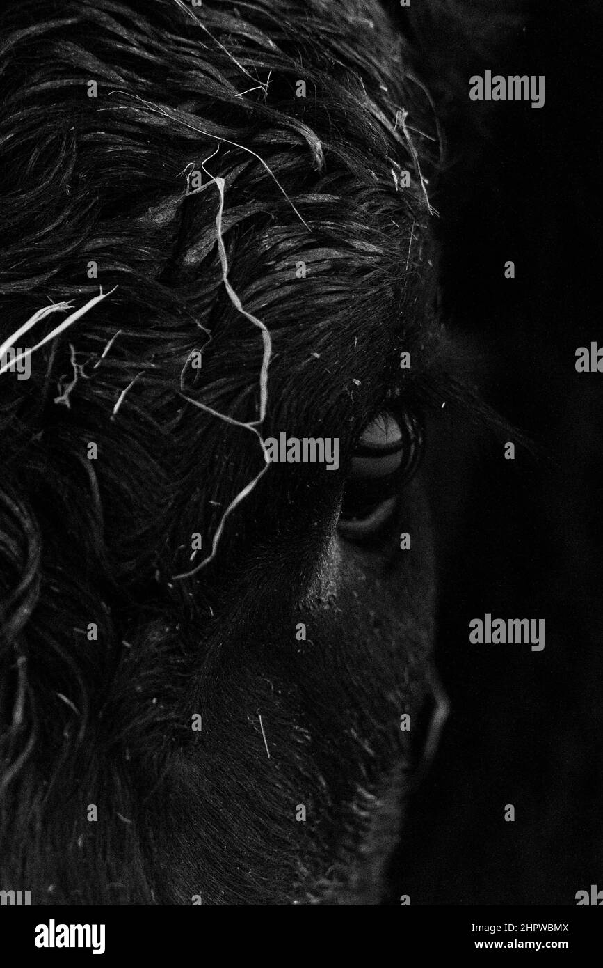 Close up cow pasture Black and White Stock Photos & Images - Alamy