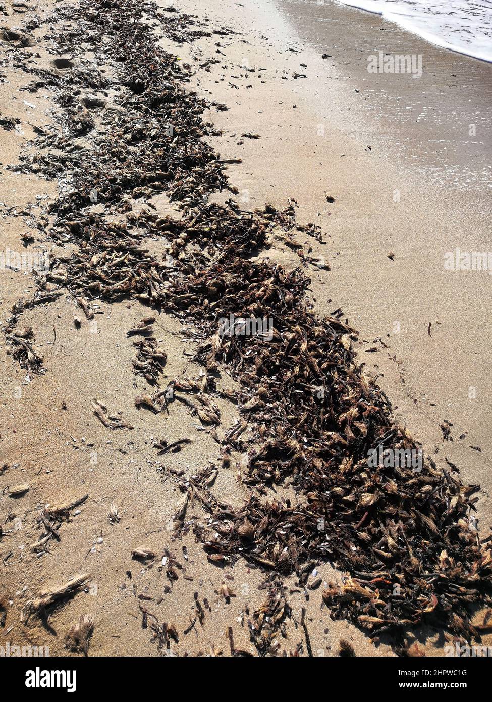 Beautiful view of the wavy sea hitting the sandy beach Stock Photo - Alamy