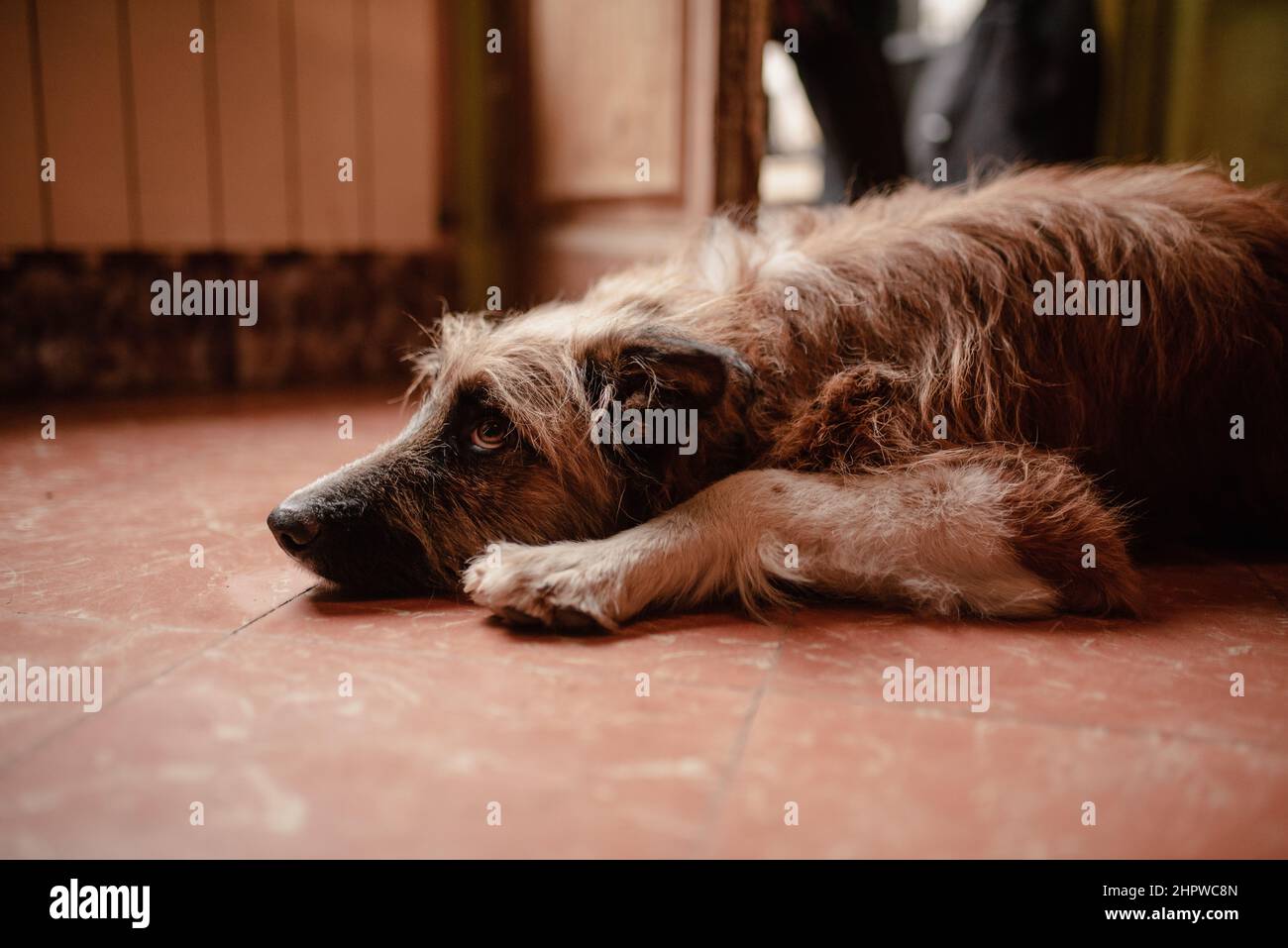 Dog lying down with a dejected look looking upwards. Boredom and ...