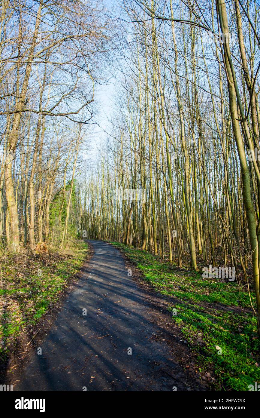 pattern of trees with clear blue sky and harmonic branch structure ...