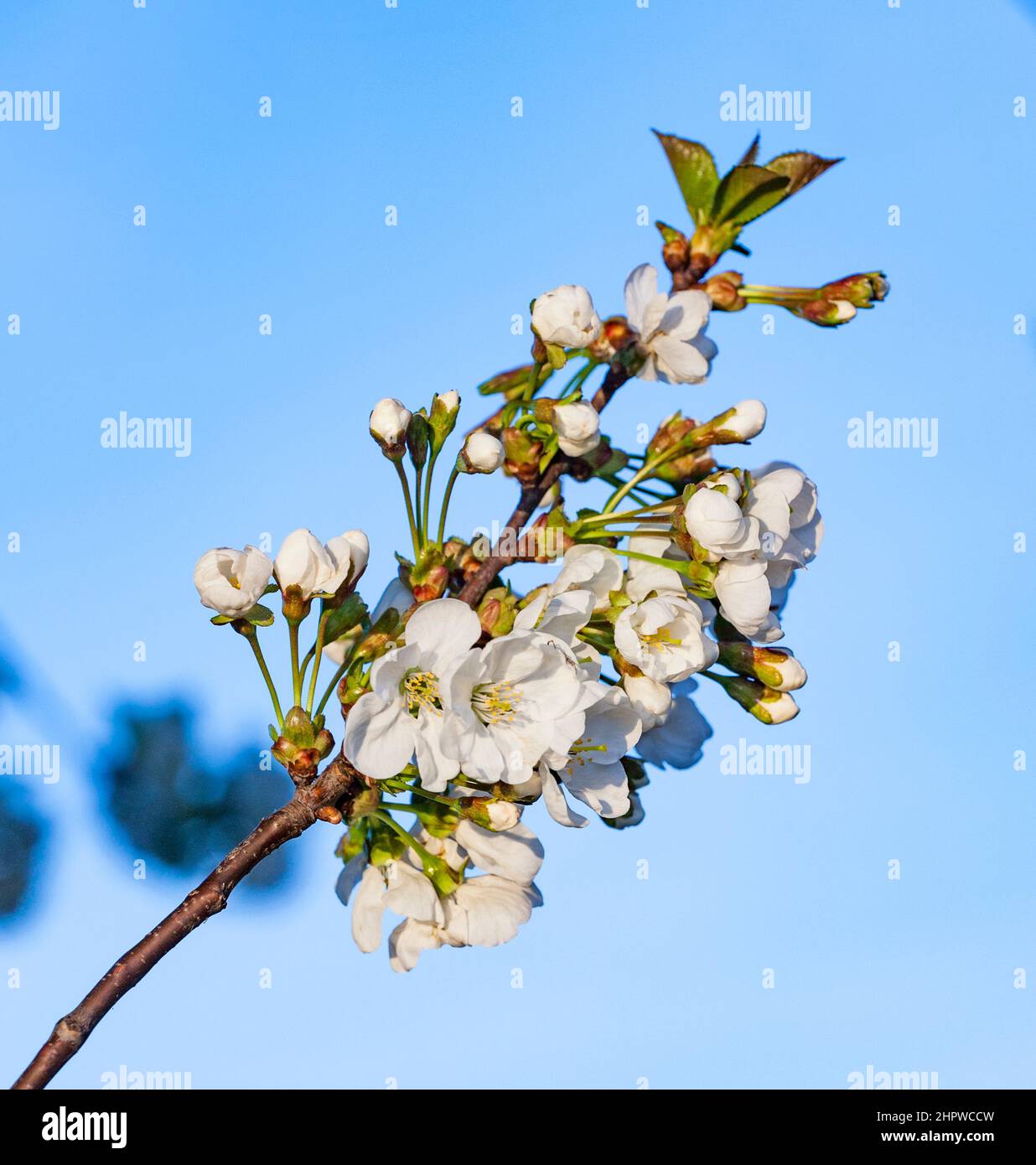 Close-up branch of white bloom in spring Stock Photo - Alamy