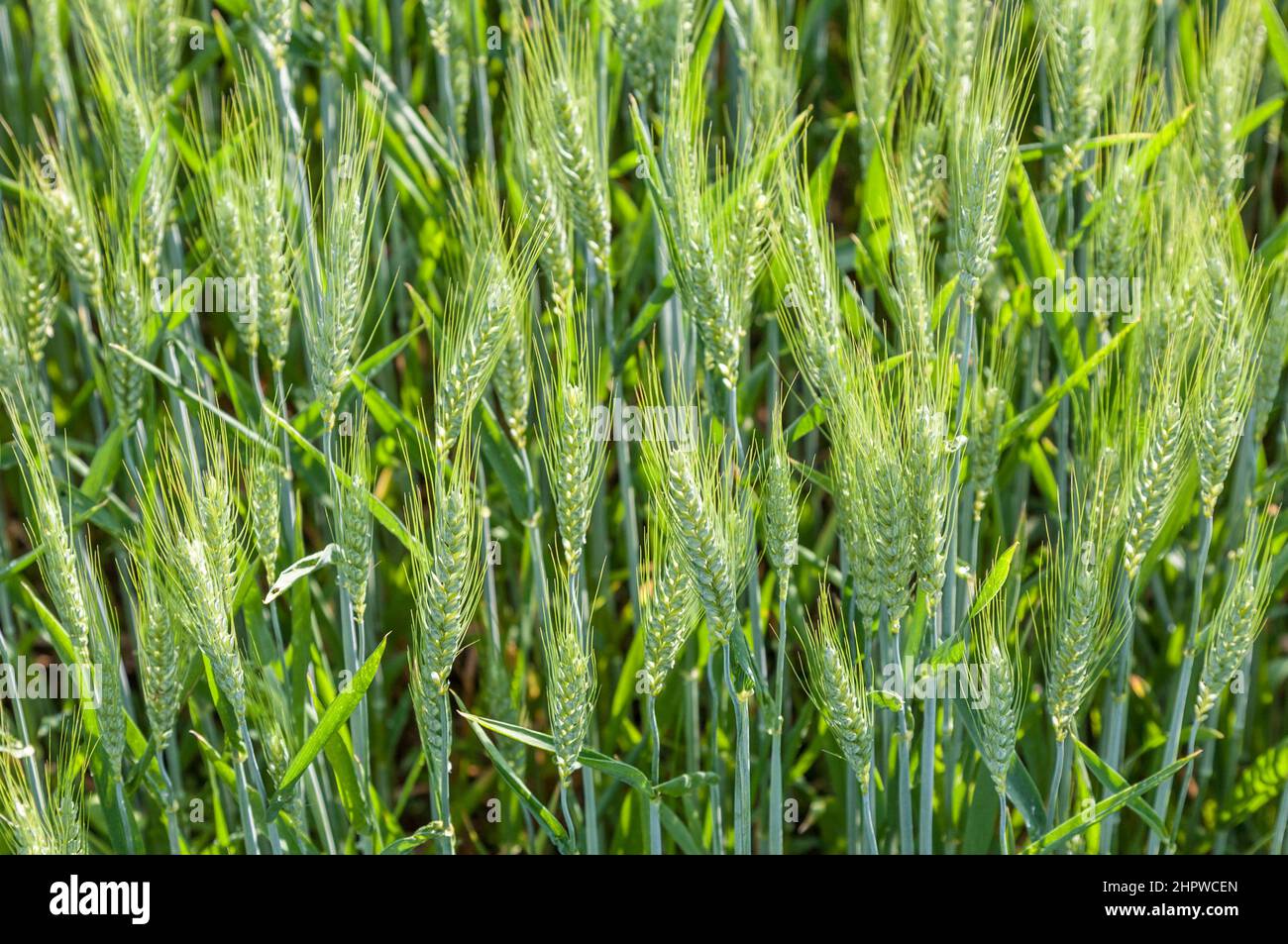 Spika hi-res stock photography and images - Alamy