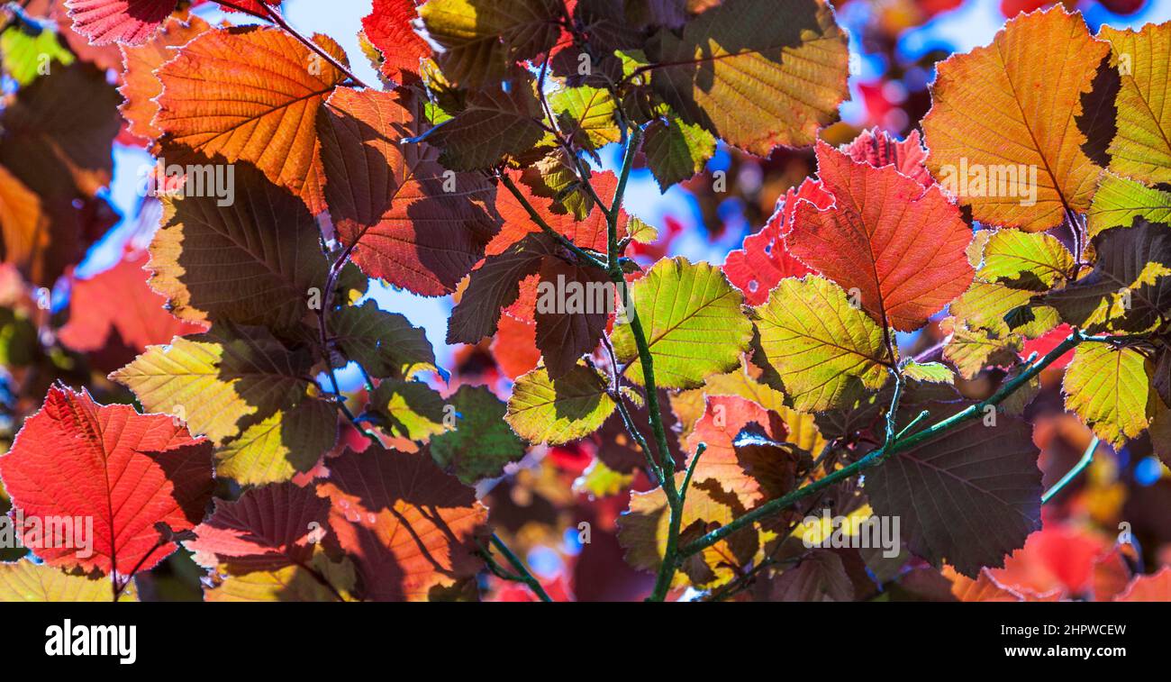 leaves of tree in intensive bright morning light Stock Photo - Alamy