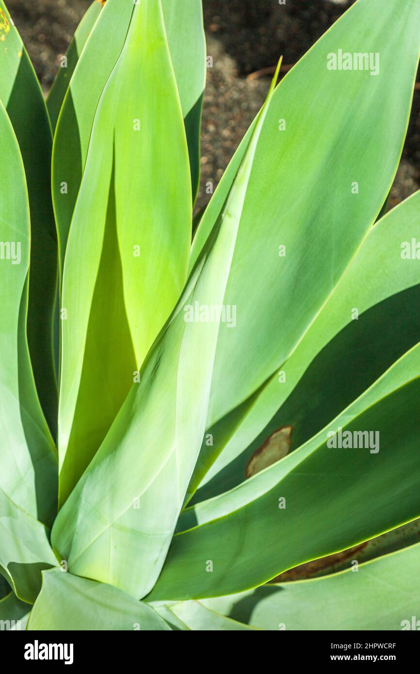Agave plant in natural sunlight Stock Photo - Alamy