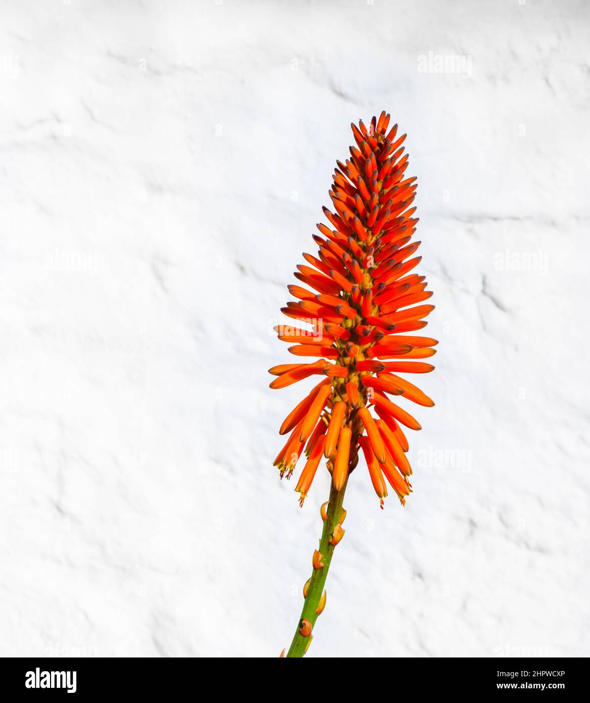 beautiful Aloe Vera flower with white background Stock Photo - Alamy