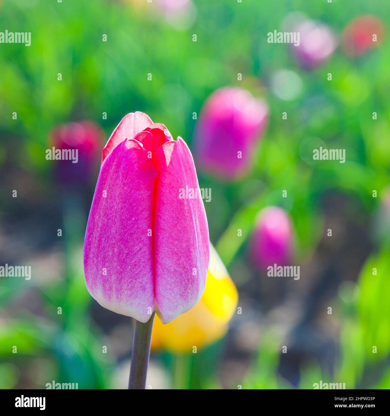 Spring field with many colorful blooming tulips Stock Photo - Alamy