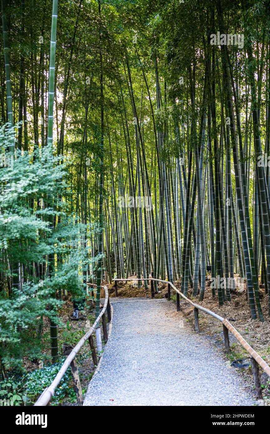 A pathway through a bamboo forest in the early morning at Kodaiji ...