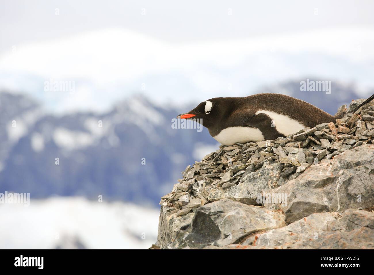 Gentoo penguin, nesting on a steep and rocky slope, has a great view on ...