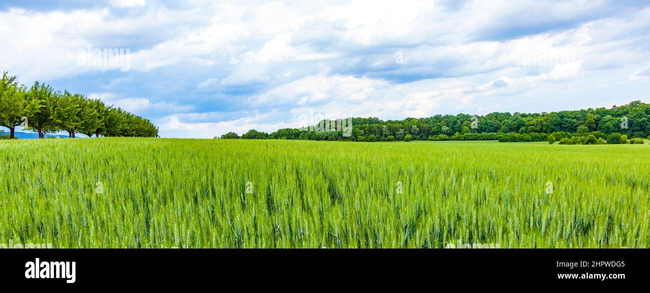 beautiful pattern of green grain in grainfield Stock Photo - Alamy