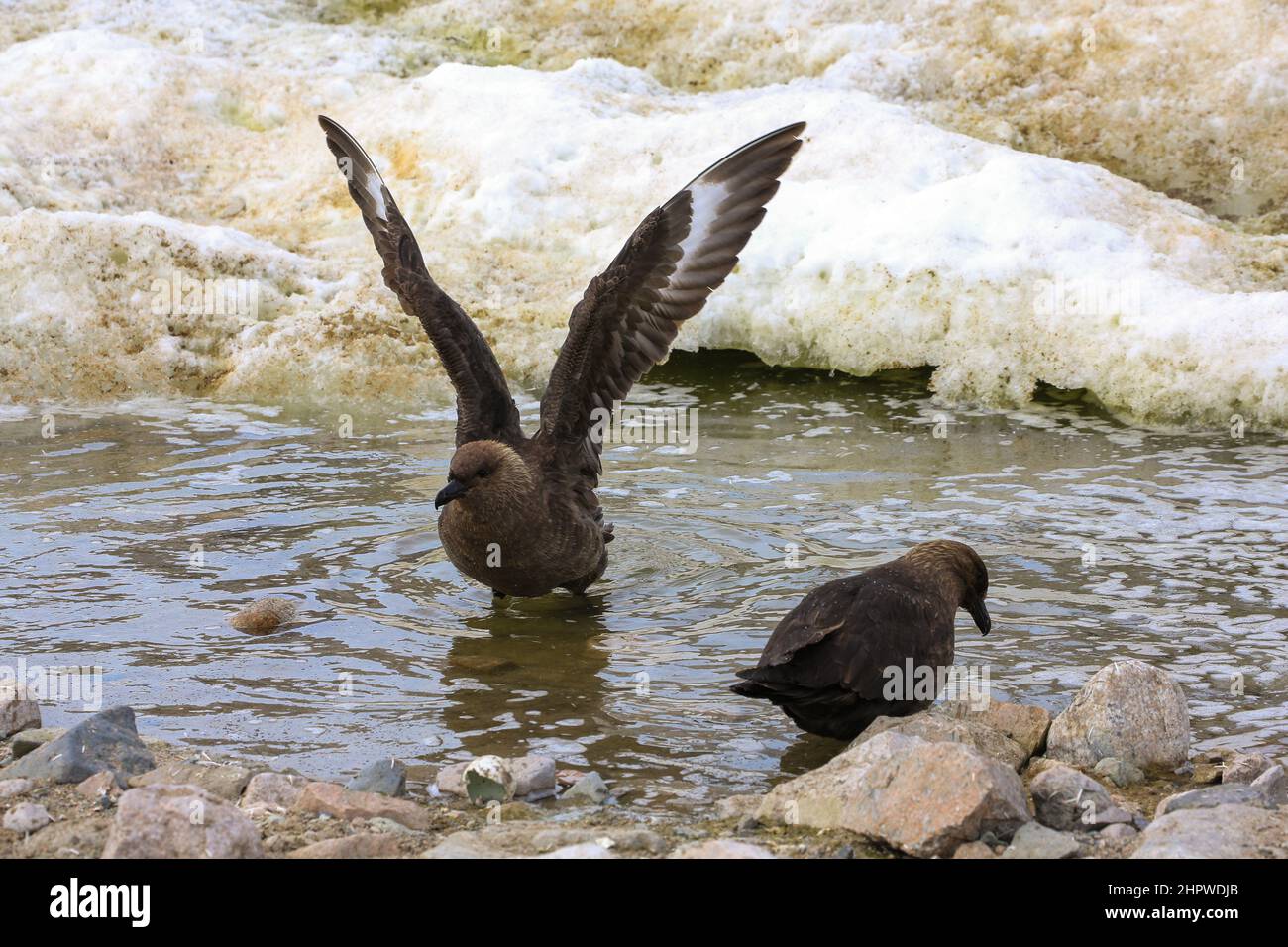 Two Brown Skua birds are bathing in melt water on the coast of Neko ...