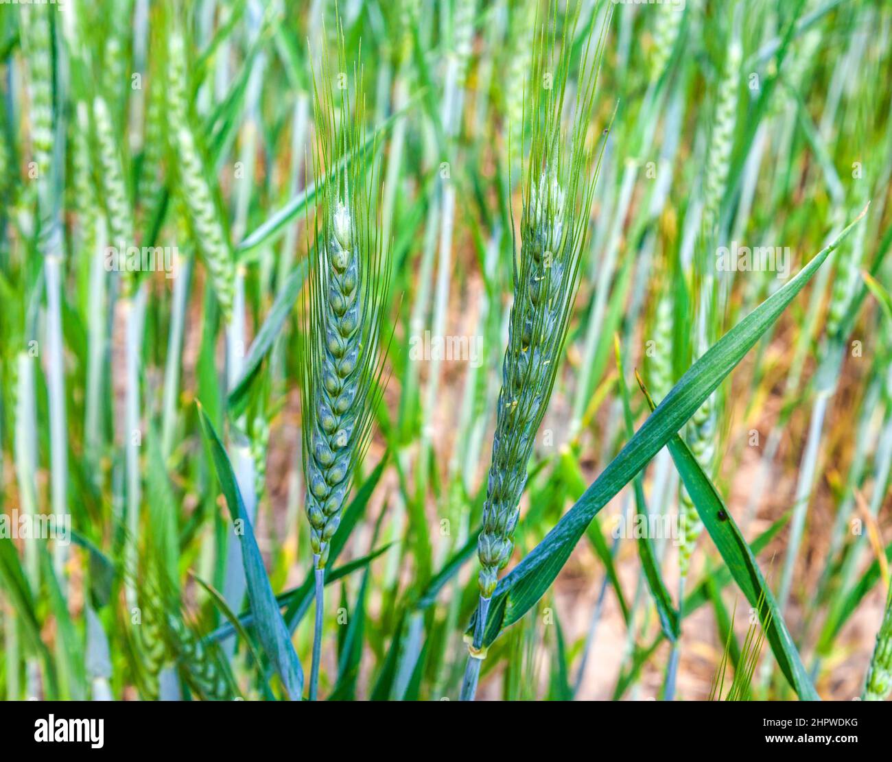 beautiful pattern of green grain in grainfield Stock Photo - Alamy