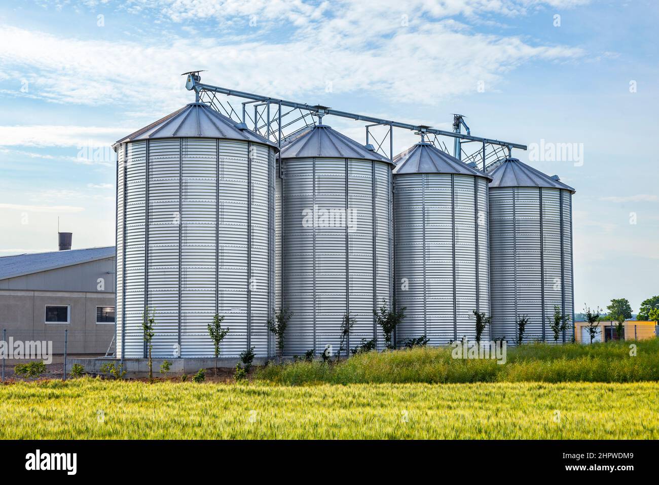 four silver silos in corn field with clouds Stock Photo - Alamy