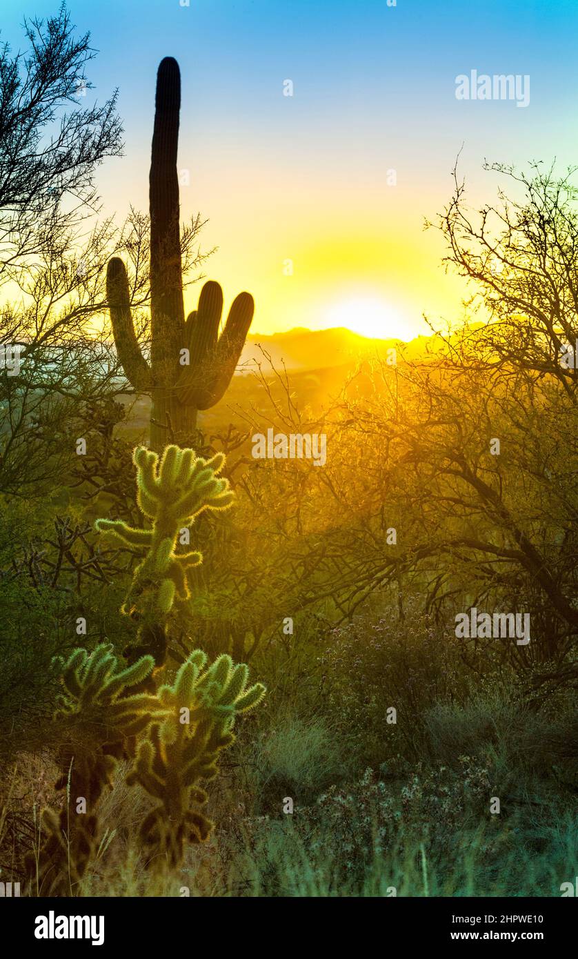cactus in the desert in romantic sunset Stock Photo - Alamy