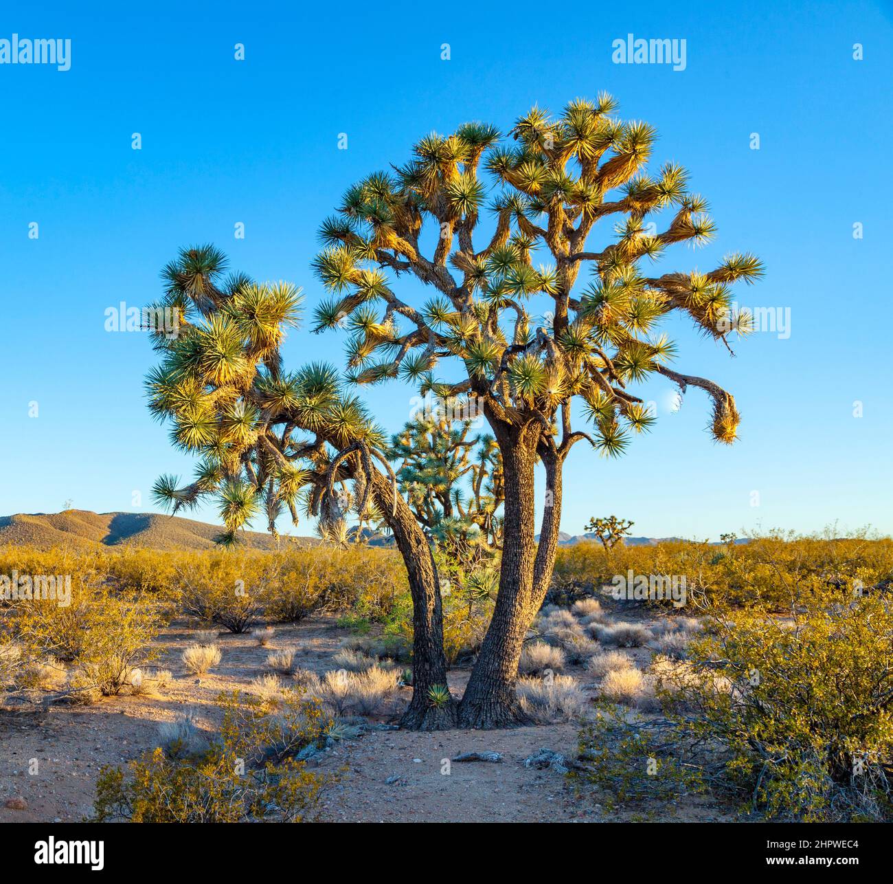 joshua tree in warm bright light under blue sky Stock Photo - Alamy
