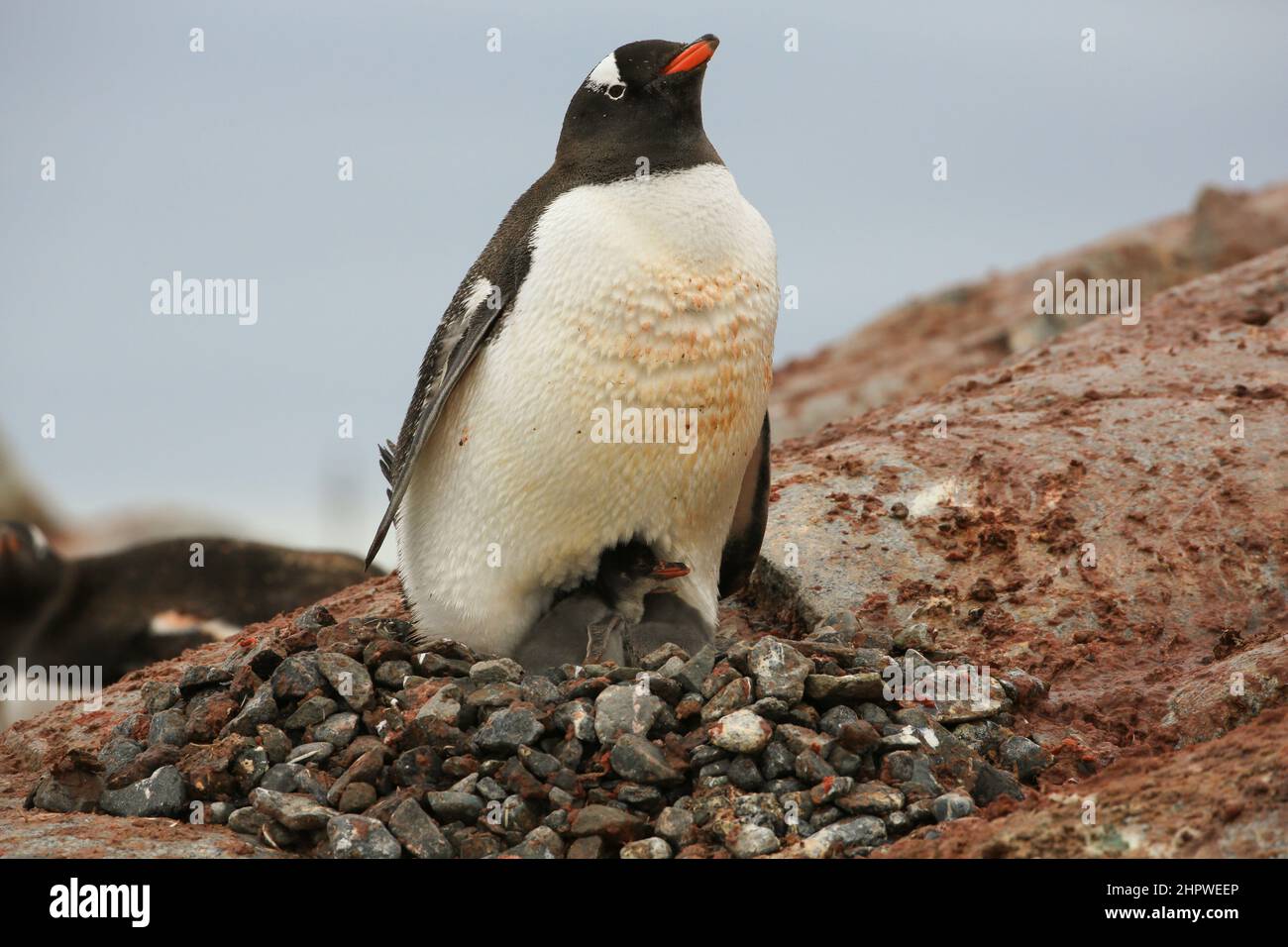 Gentoo penguin nesting with her two chicks on Petermann Island ...