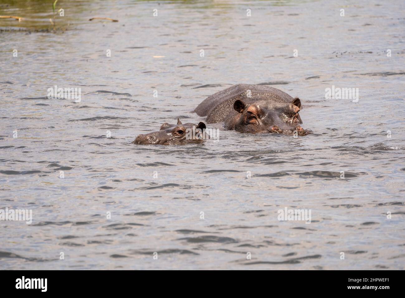 Hippo herd hi-res stock photography and images - Alamy