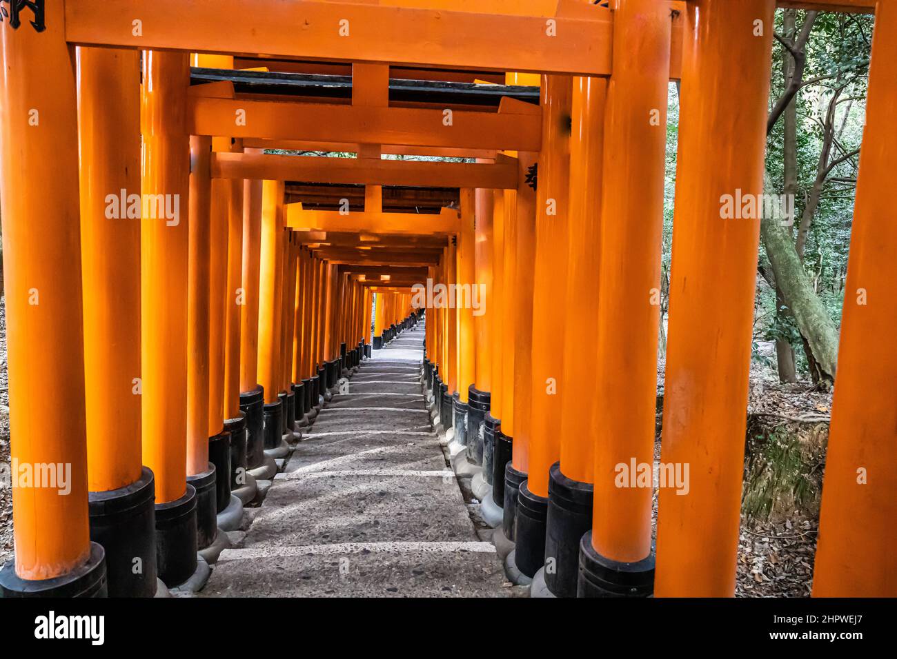 The Senbon Torii, Thousands Torii Gate, at Fushimi Inari Taisha Shinto ...