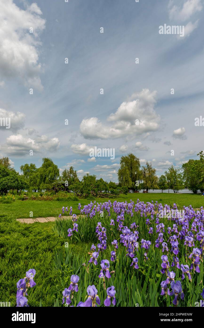 Native to northern temperate zones hi-res stock photography and images ...