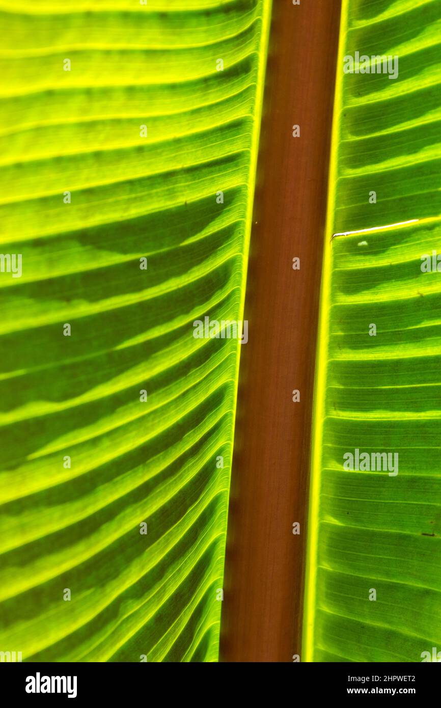 Palm leaves detail hi-res stock photography and images - Alamy