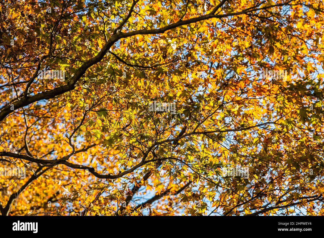 Colorful Japanese maple trees in brilliant autumn colors in a forest ...