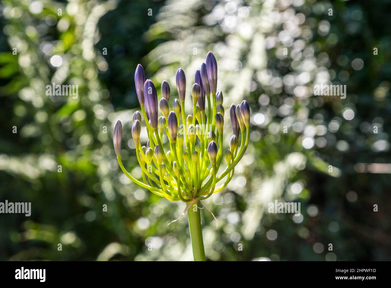 Burst open hi-res stock photography and images - Alamy
