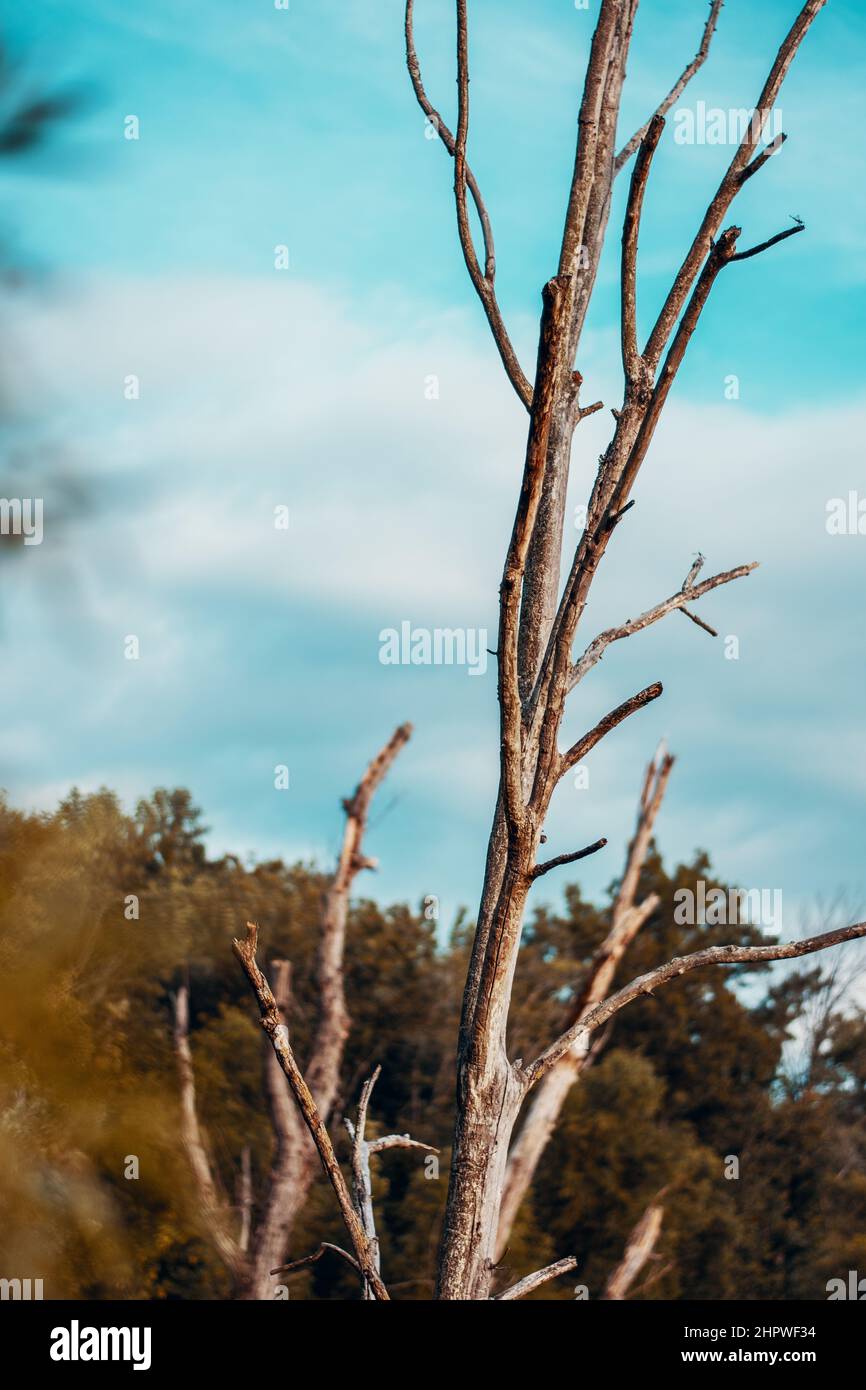 Dead tree standing in a swampy forest scene Stock Photo - Alamy