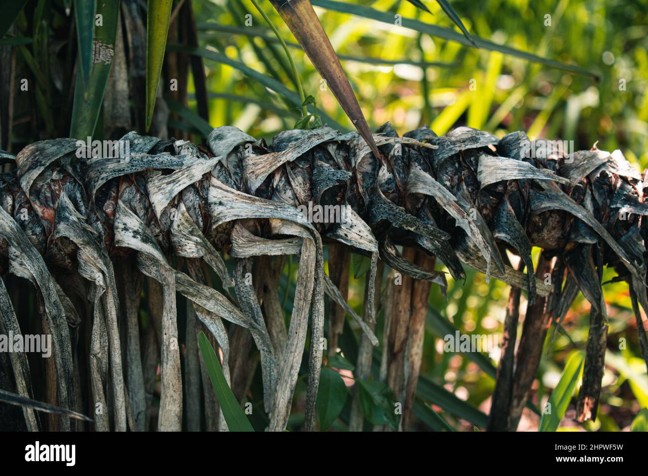 A dead palm branch laying horizontal with a lush green background Stock ...