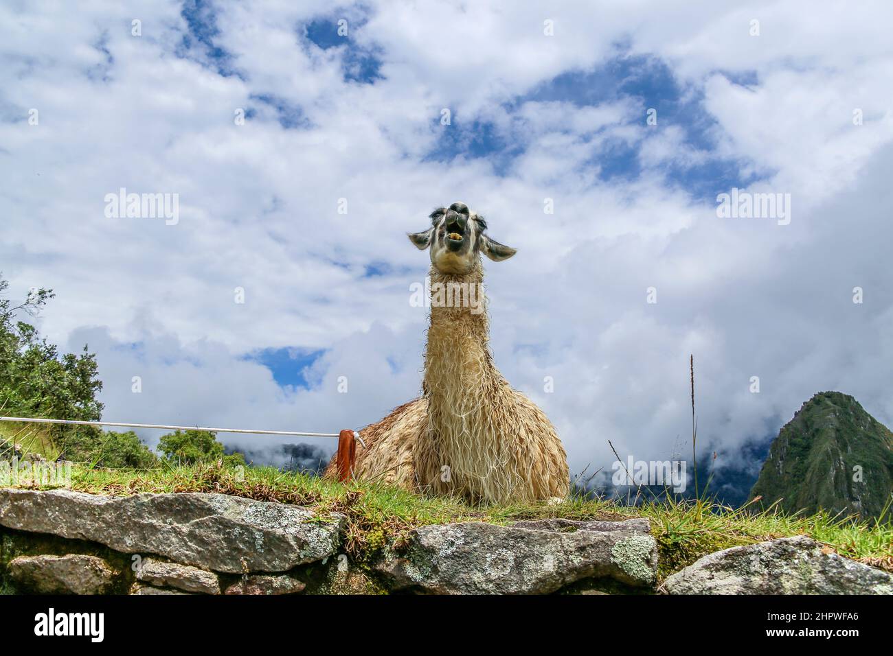old lama shouts while resting on the meadow in Machu Piccu Stock Photo ...