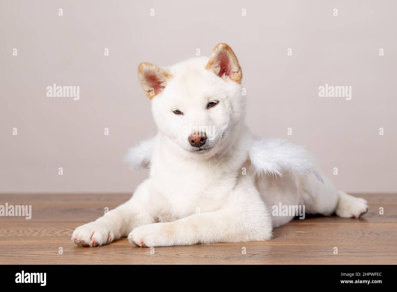 white new year christmas shiba inu shikoku hokkaido dog Stock Photo - Alamy