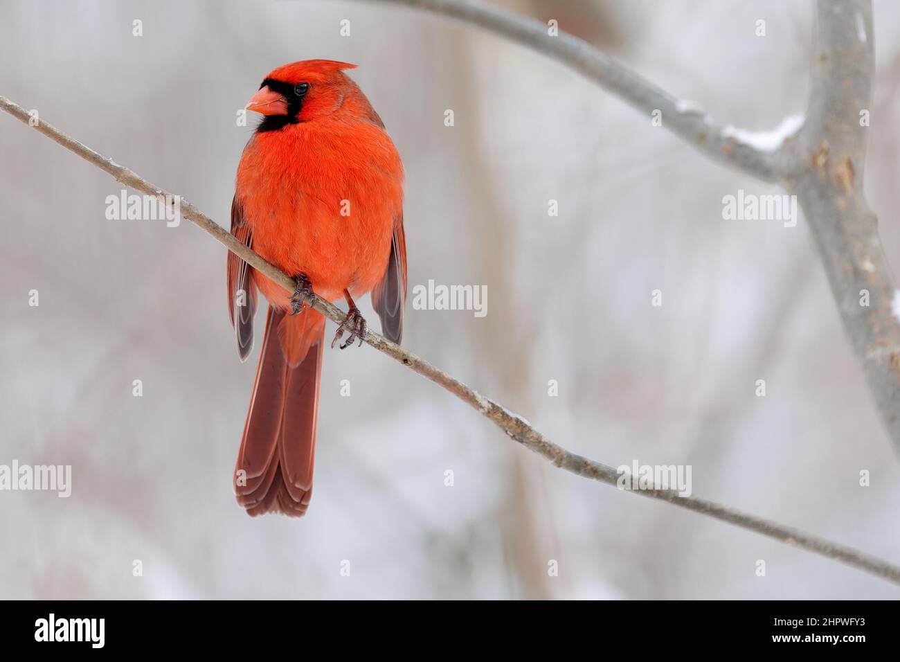 Male Northern Cardinal perched on a branch during winter in Quebec ...