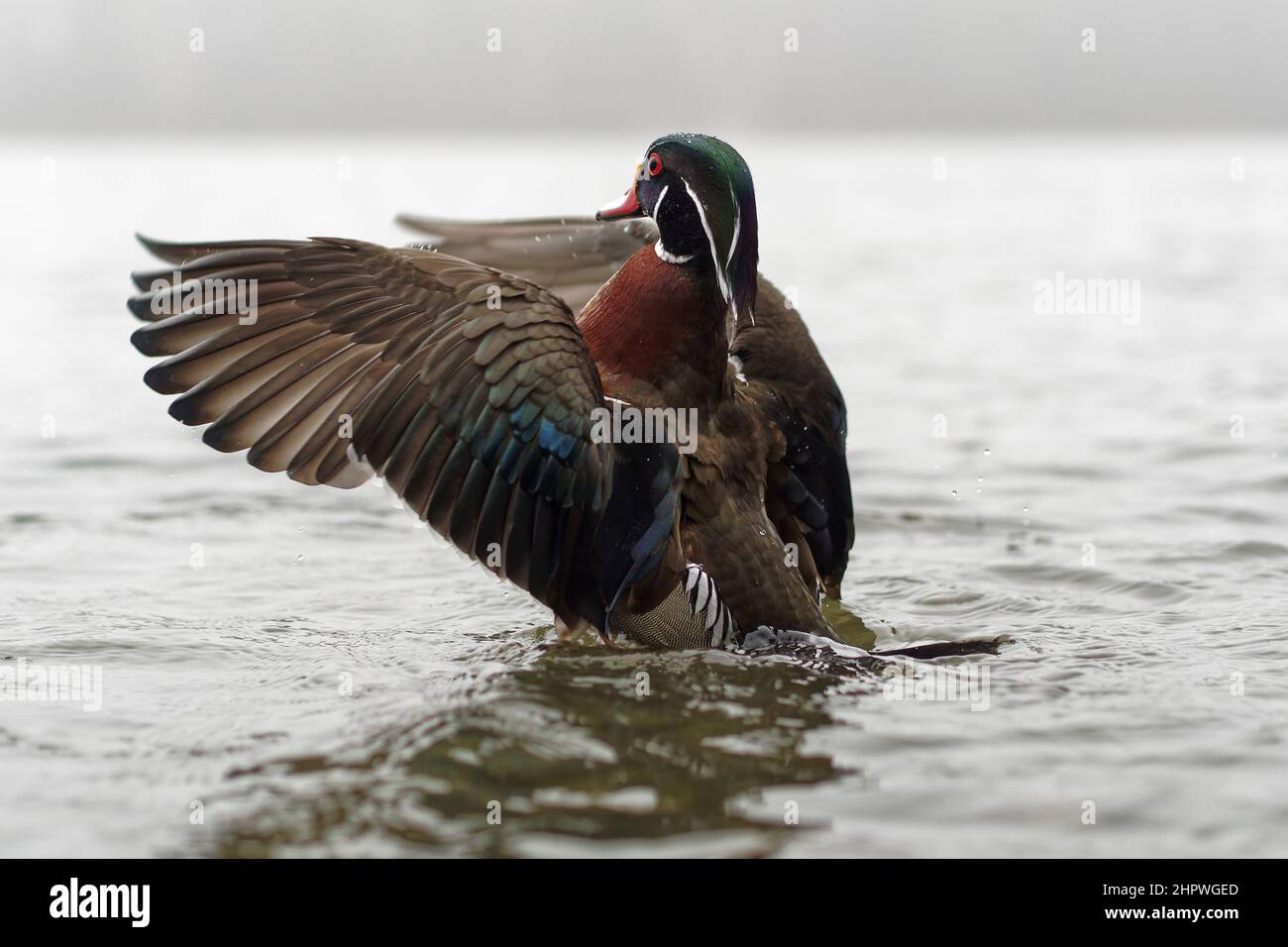 Selective of a male wood duck with wings extended Stock Photo - Alamy