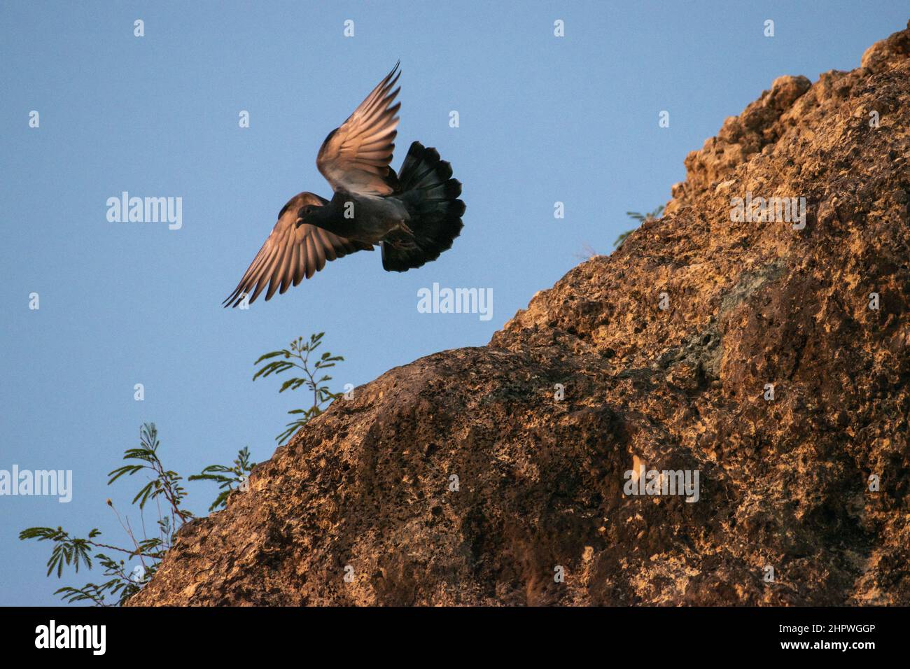 Low angle shot of a flying dove over cliff Stock Photo - Alamy