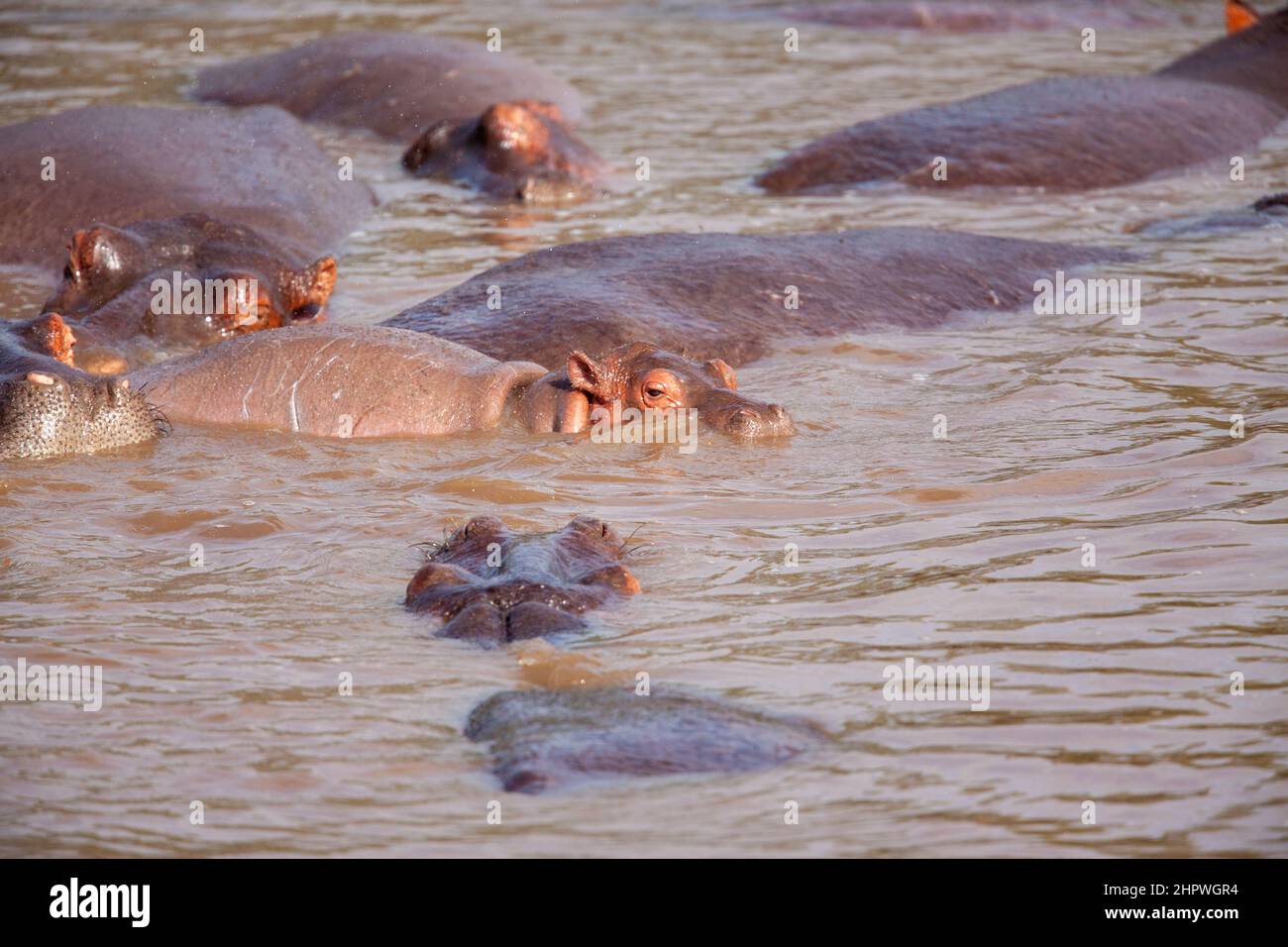 group of hippopotamus. (Hippopotamus amphibius) resting Stock Photo - Alamy