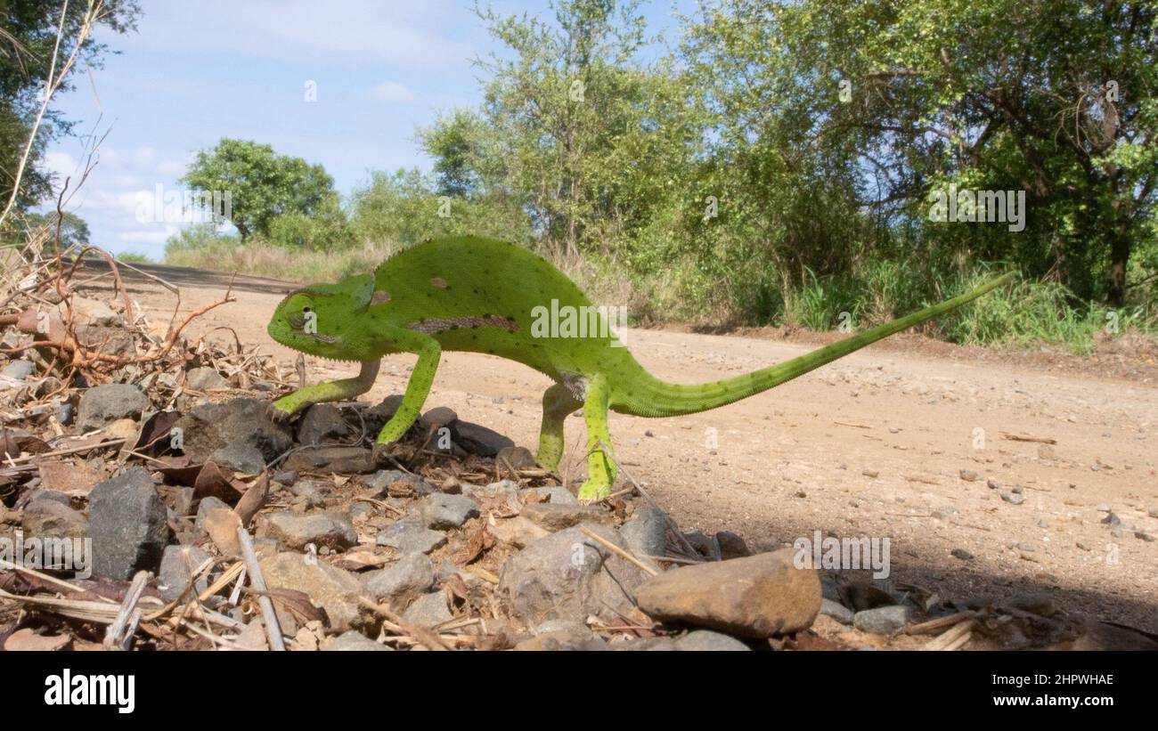 Side profile of a bright green flap neck chameleon - Chamaeleo dilepis ...