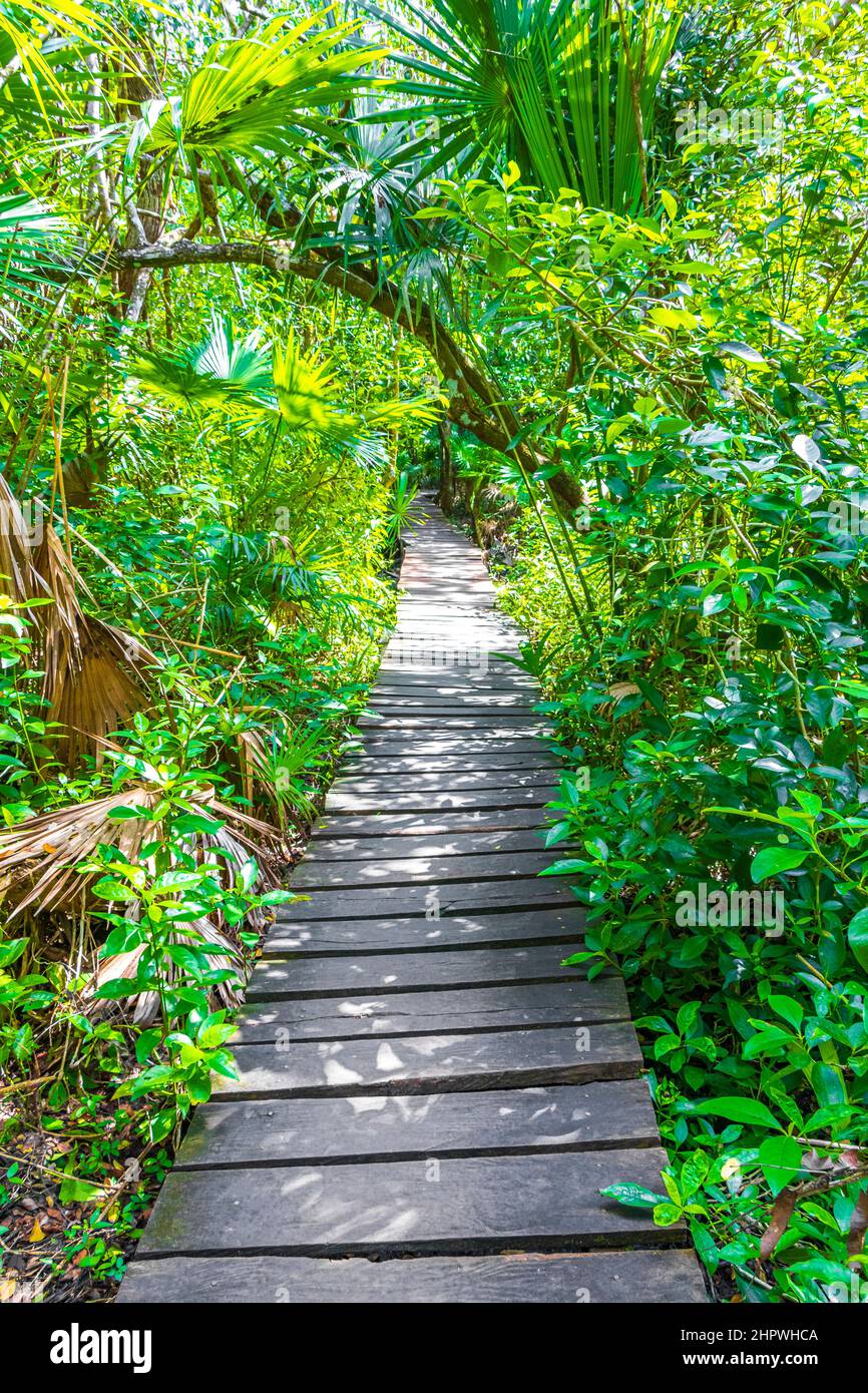 Tropical natural jungle forest plants palm trees and wooden walking ...