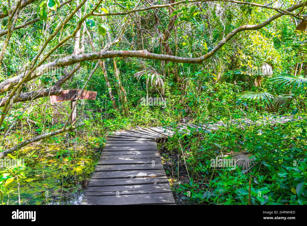 Tropical natural jungle forest plants palm trees and wooden walking ...