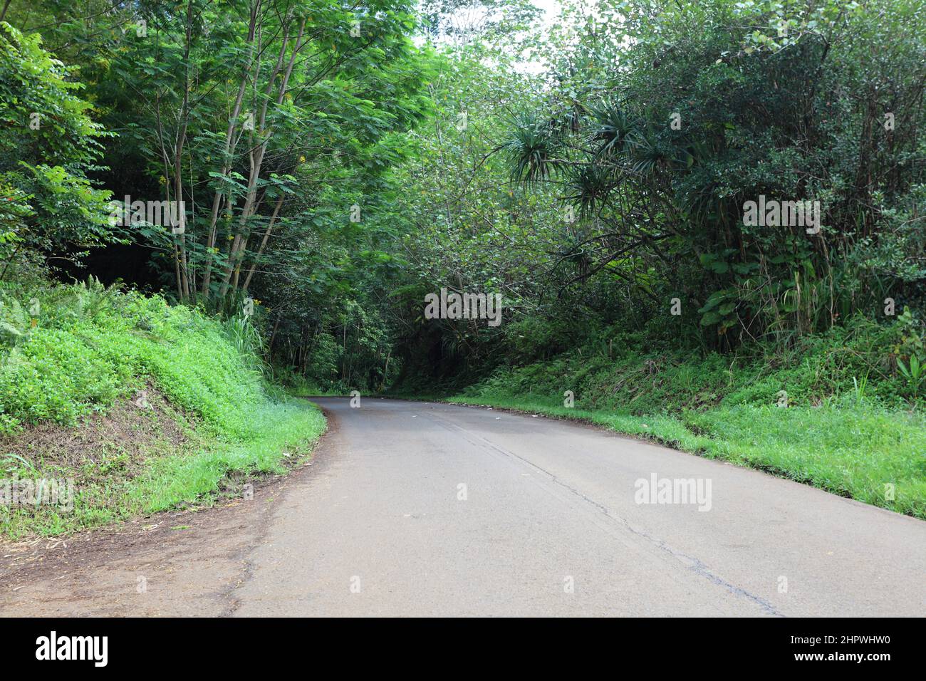 The narrow Kuamoo Road leading to a blind curve through a rainforest in ...