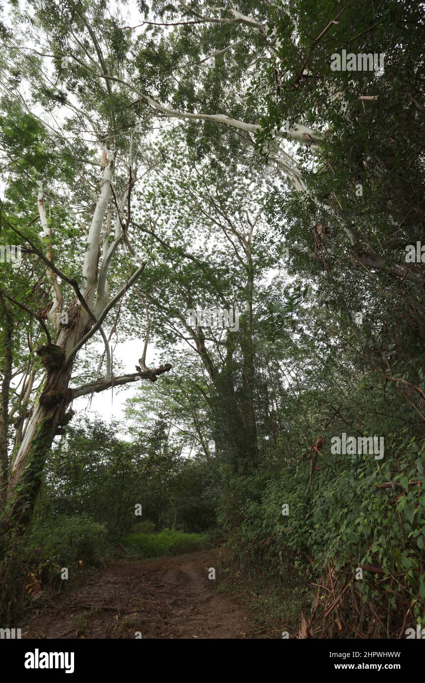 Kuilau Moalepe Trail High Resolution Stock Photography and Images - Alamy