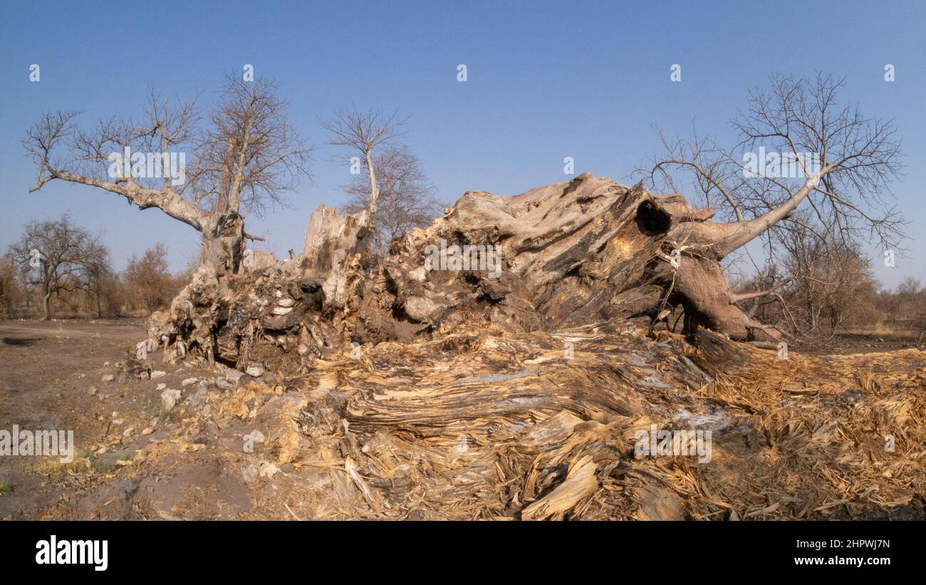 Remains of the tree trunk of a fallen baobab tree in it's natural ...