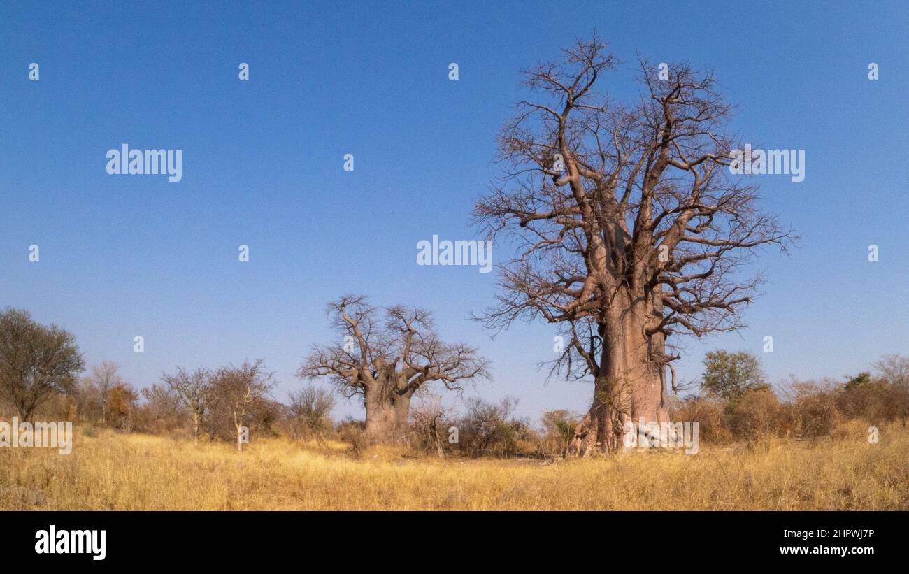 Two huge baobab trees standing in their natural habitat in Namibia ...